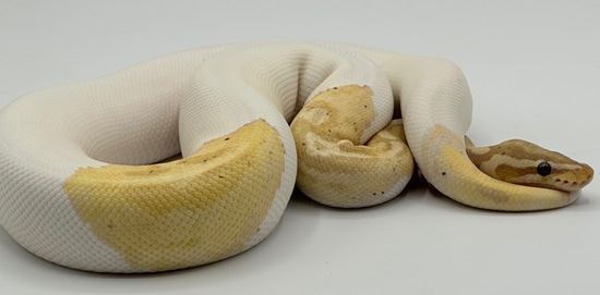 Smiley Miley Ball Python by Saginaw Snakes