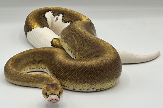 Snooty Booty Ball Python by Saginaw Snakes