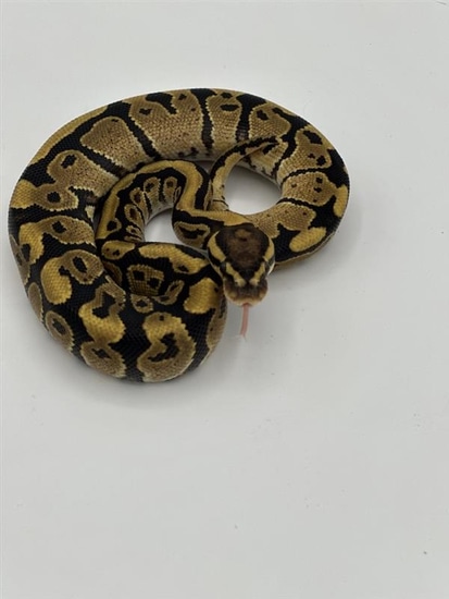 Fire Het Clown Ball Python by Saginaw Snakes