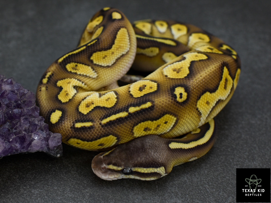 Pastel Blackhead Lesser Ball Python by Texas Kid Reptiles - MorphMarket