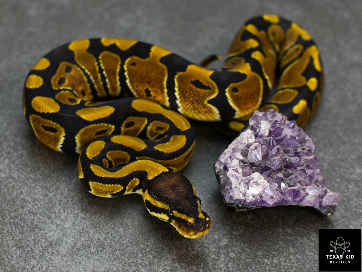 Blade Het Clown Ball Python by Texas Kid Reptiles - MorphMarket