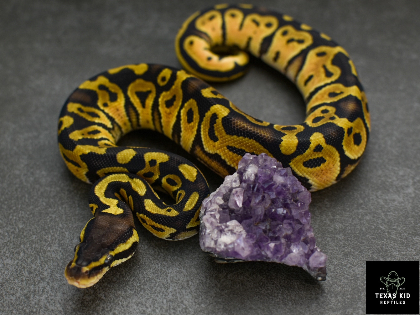 Female Pastel Ball Python by Texas Kid Reptiles - MorphMarket