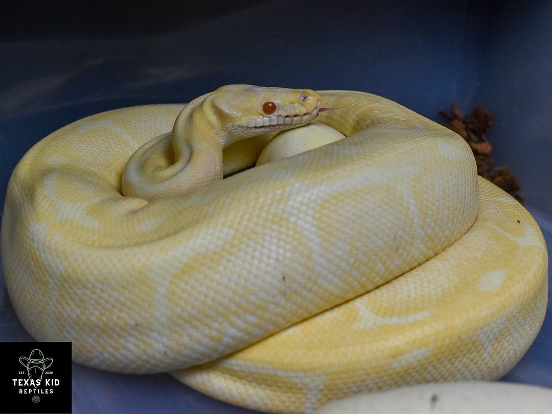 *Free Shipping* Albino Spider (Proven) Ball Python by Texas Kid ...