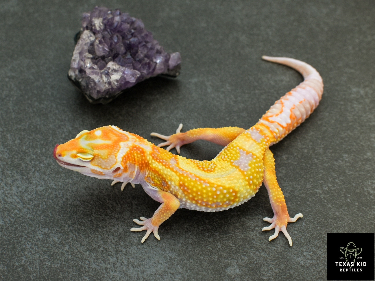 TSF W/Y Mack Snow Tangerine Tremper 66% Het Eclipse Leopard Gecko by ...