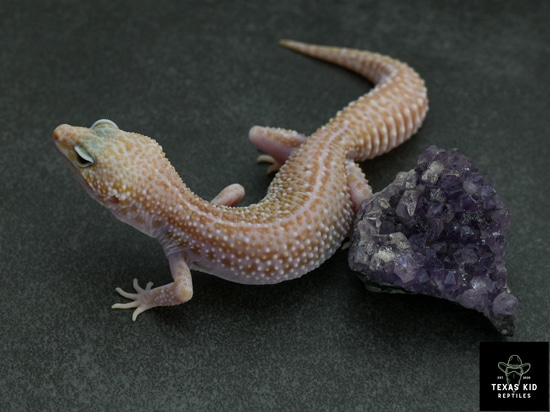 Super Snow Raptor Leopard Gecko by Texas Kid Reptiles
