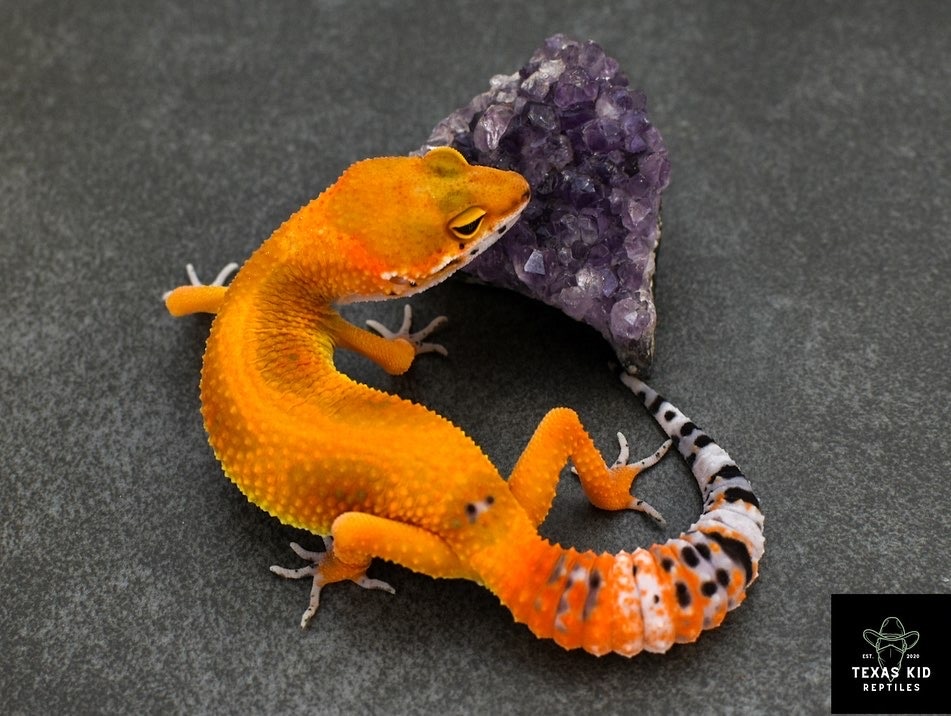 TSF Tangerine Blood Super Hypo Cross Leopard Gecko by Texas Kid ...