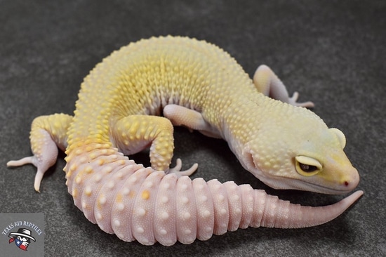 Rainwater Cyclone Leopard Gecko by Texas Kid Reptiles
