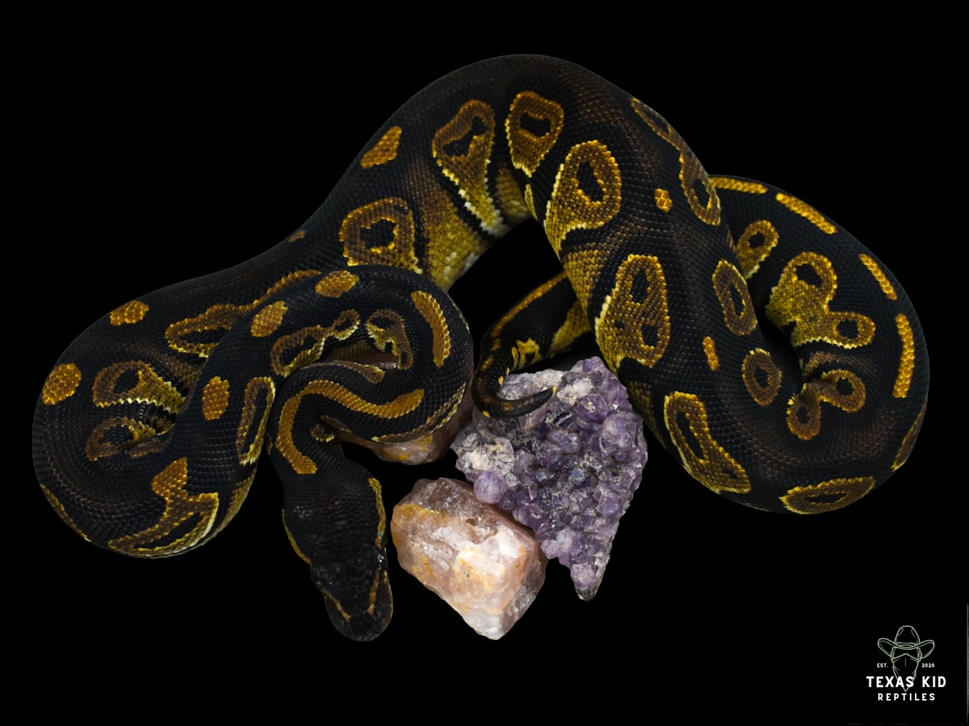 Blackhead Ball Python by Texas Kid Reptiles - MorphMarket