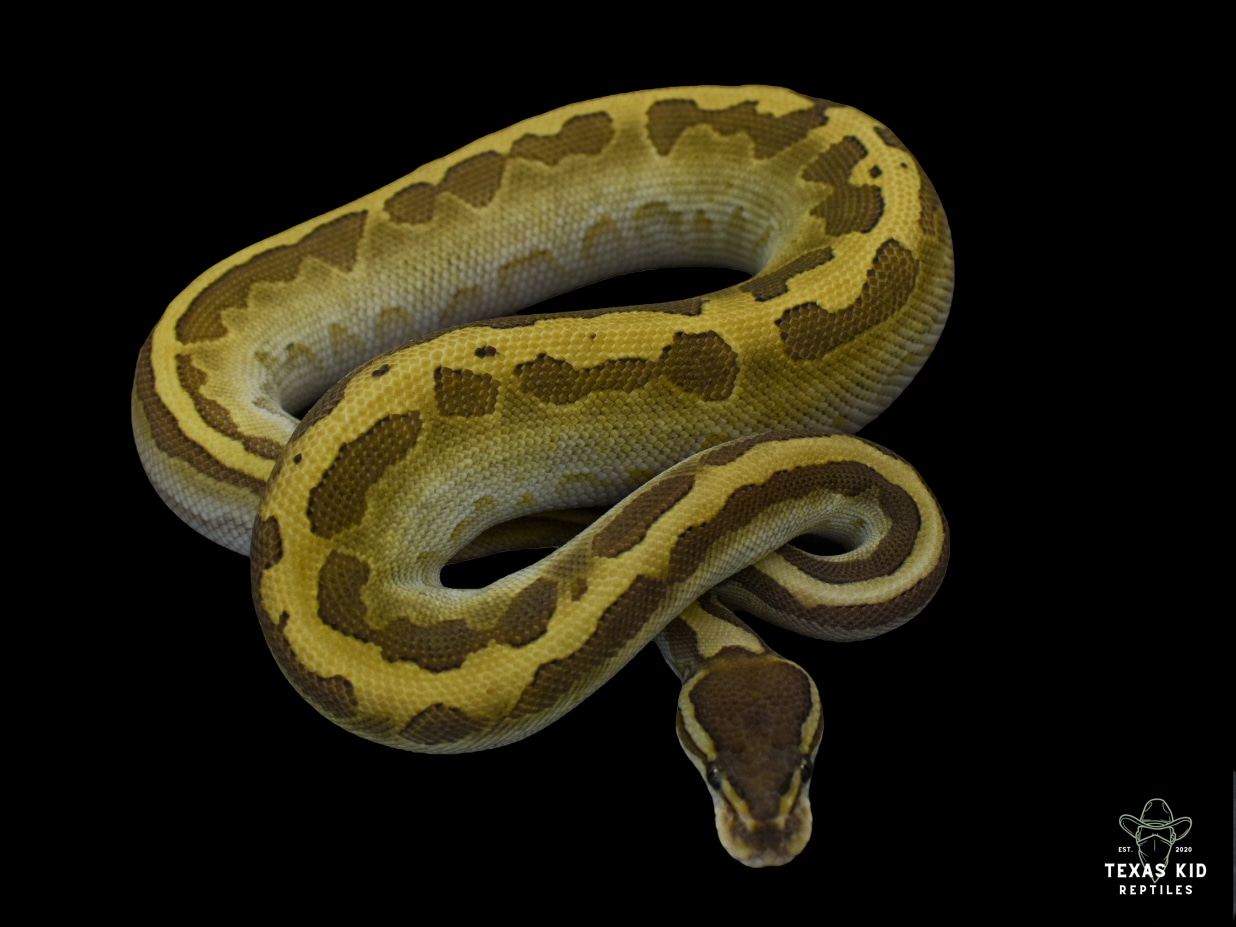 Blackhead Emperor Pinstripe Ball Python by Texas Kid Reptiles - MorphMarket