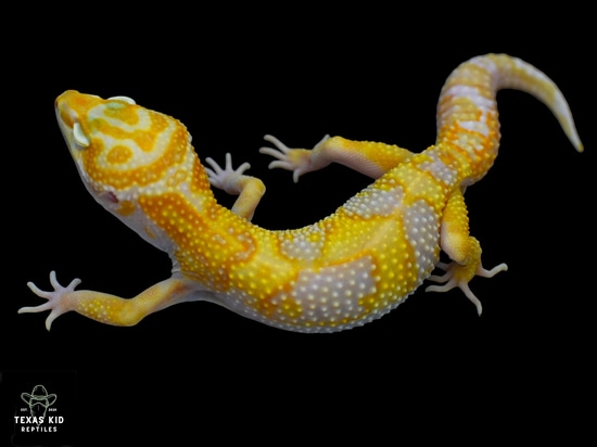 1.0 High Contrast Tremper Pastel Lineage Leopard Gecko by Texas Kid ...