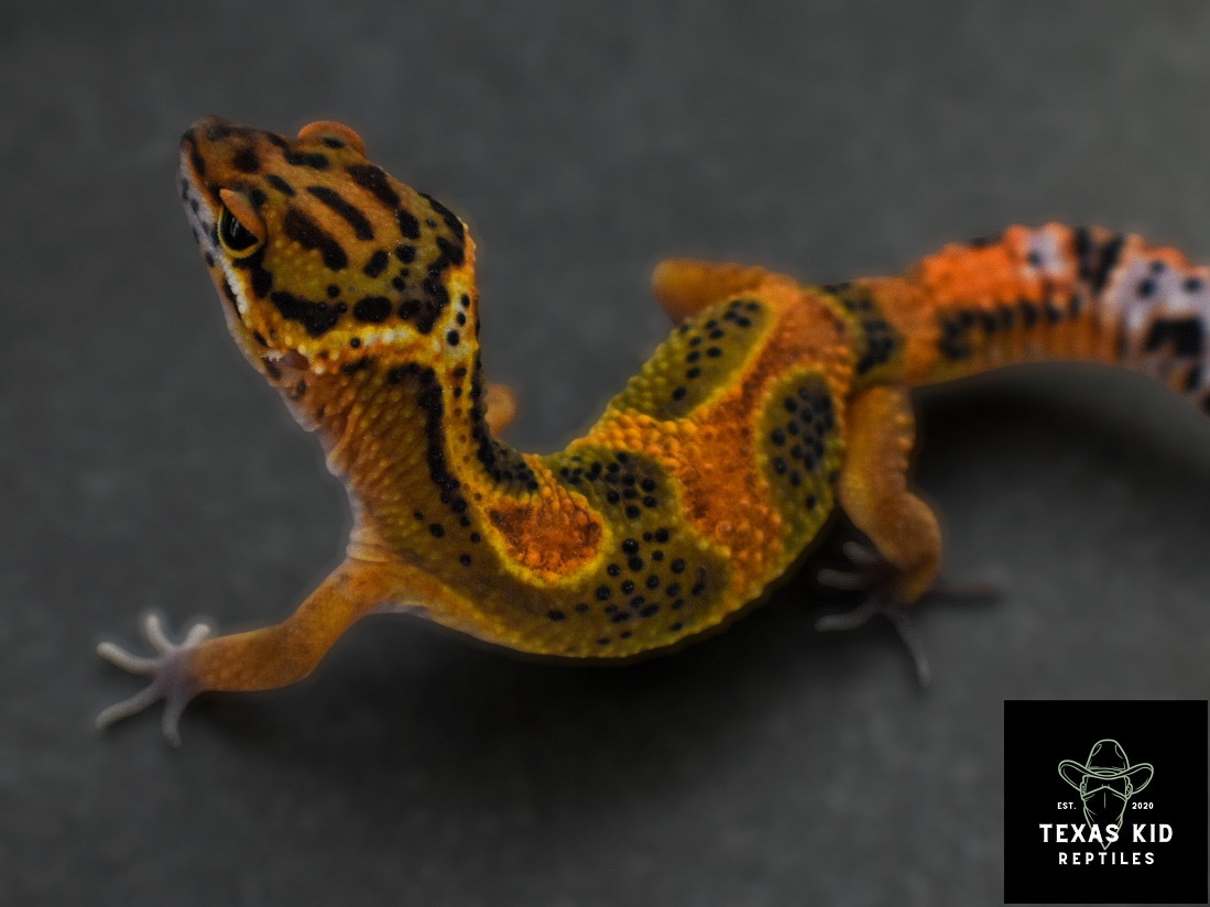 *Free Shipping* TSM Tangerine Cross 66% Het Tremper 50% Het Eclipse Leopard Gecko by Texas Kid ...