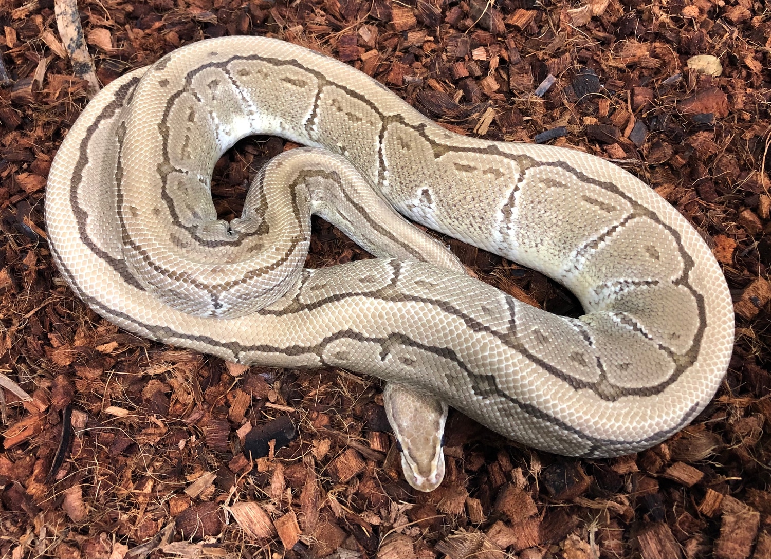 Fire Pinstripe Ball Python by Klutch - MorphMarket