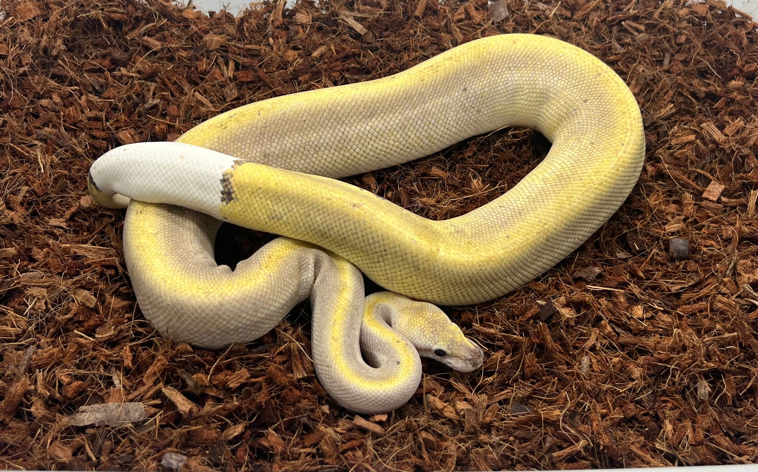 Cinnamon Champagne Ball Python by Klutch - MorphMarket