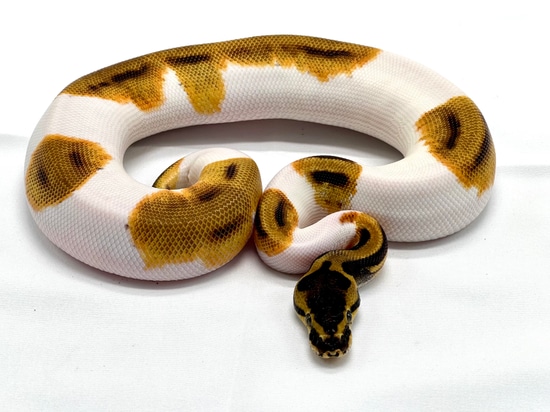 Pastel Enchi Leopard Pied Ball Python by Klutch