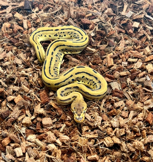 Leopard Yellowbelly Pinstripe Crypton Pos Het Pied Ball Python by Klutch