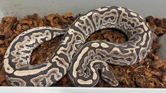 Super Lori Ball Python by Klutch