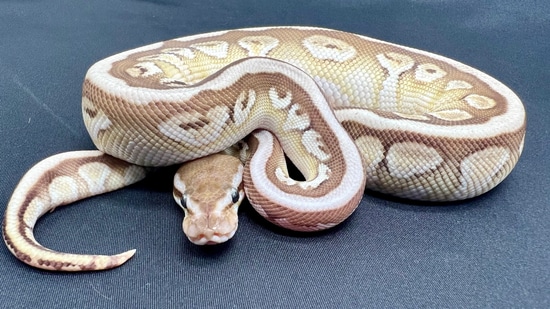 Soul Sucker Ball Python by Klutch