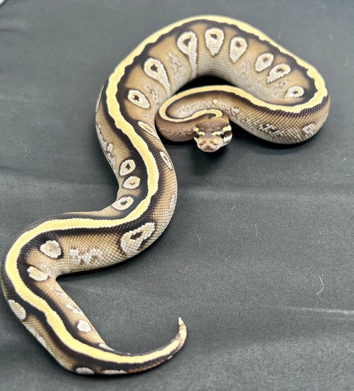 Mojave Yellow Belly Cypress Ball Python by Klutch