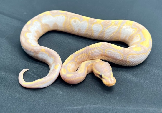 Pastel Banana Blackhead Calico Ball Python by Klutch