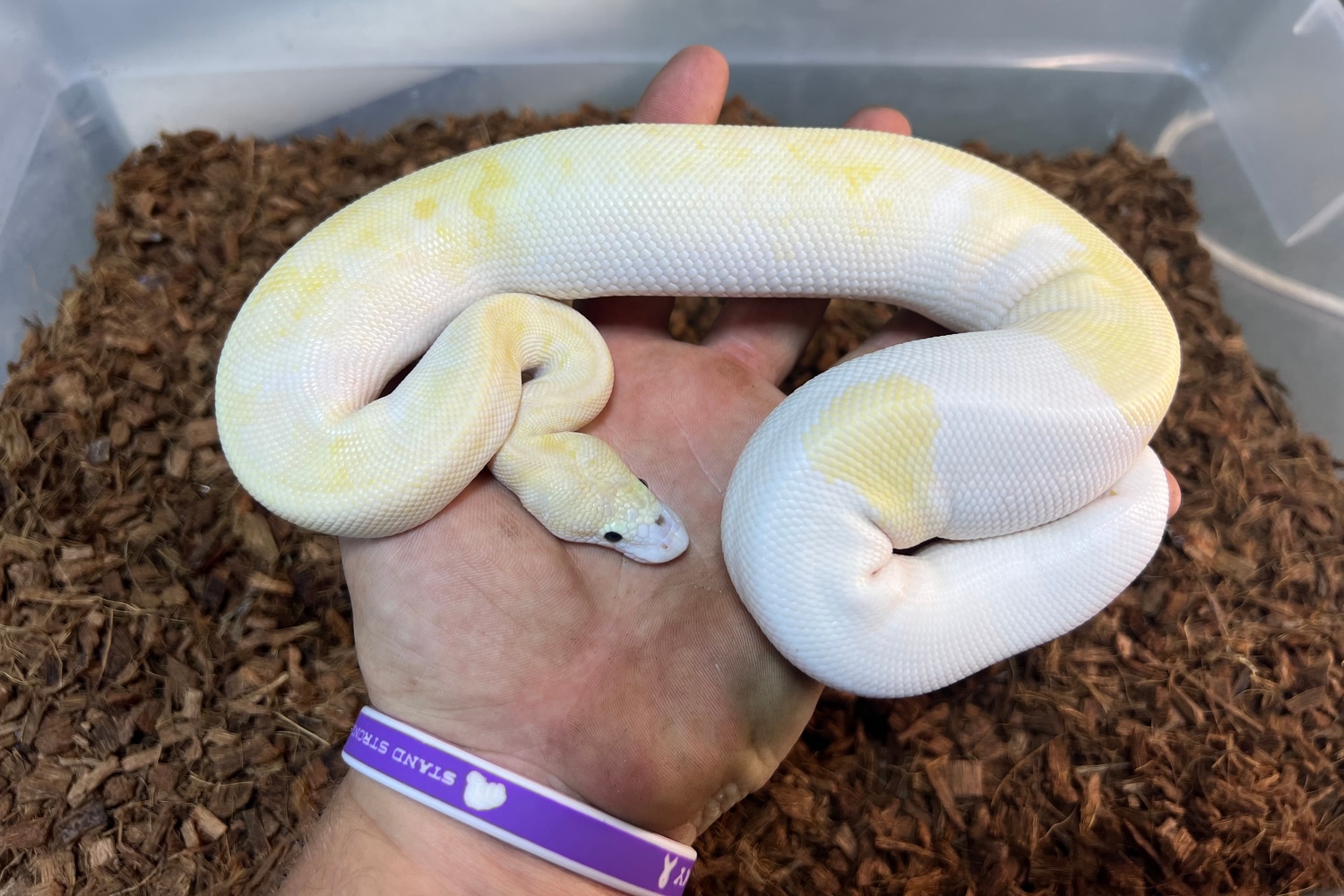 Pastel Lesser Champagne 66% Het Clown *free Shipping* Ball Python by ...