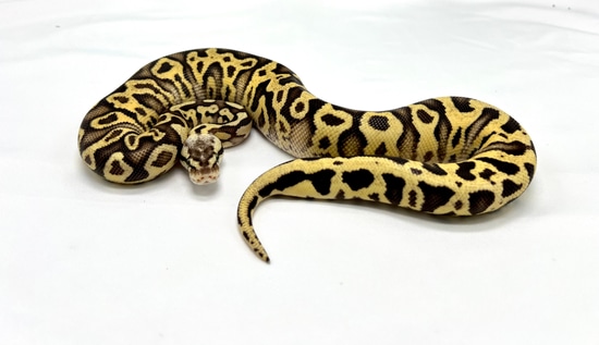 Super Pastel Leopard Het Clown Ball Python by Klutch