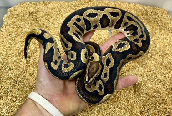 Leopard Crypton 50% Het Pied Ball Python by Klutch