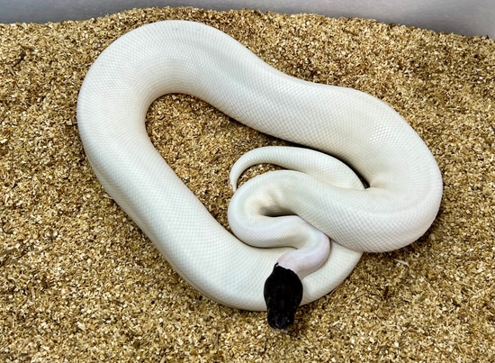 Super Leopard Mojave Pied -No Reserve- Ball Python by Klutch