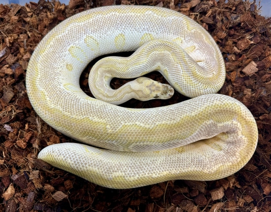 (No Reserve) Lesser Woma Clown Proven RTB Female Ball Python by Klutch