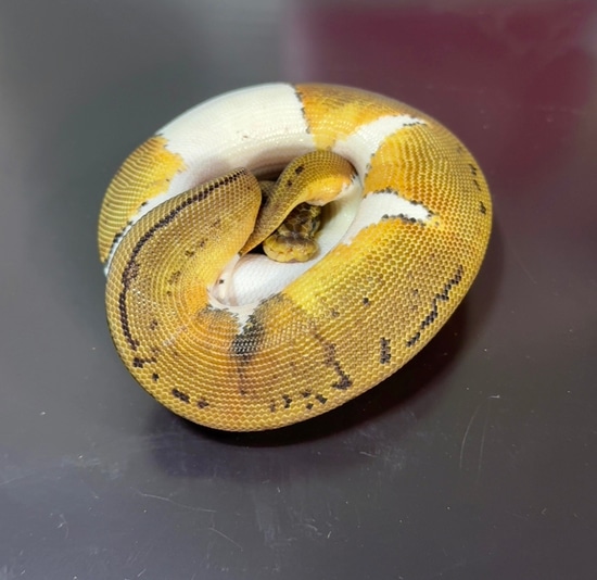 Pinstripe Pied Het Desert Ghost Ball Python by Klutch