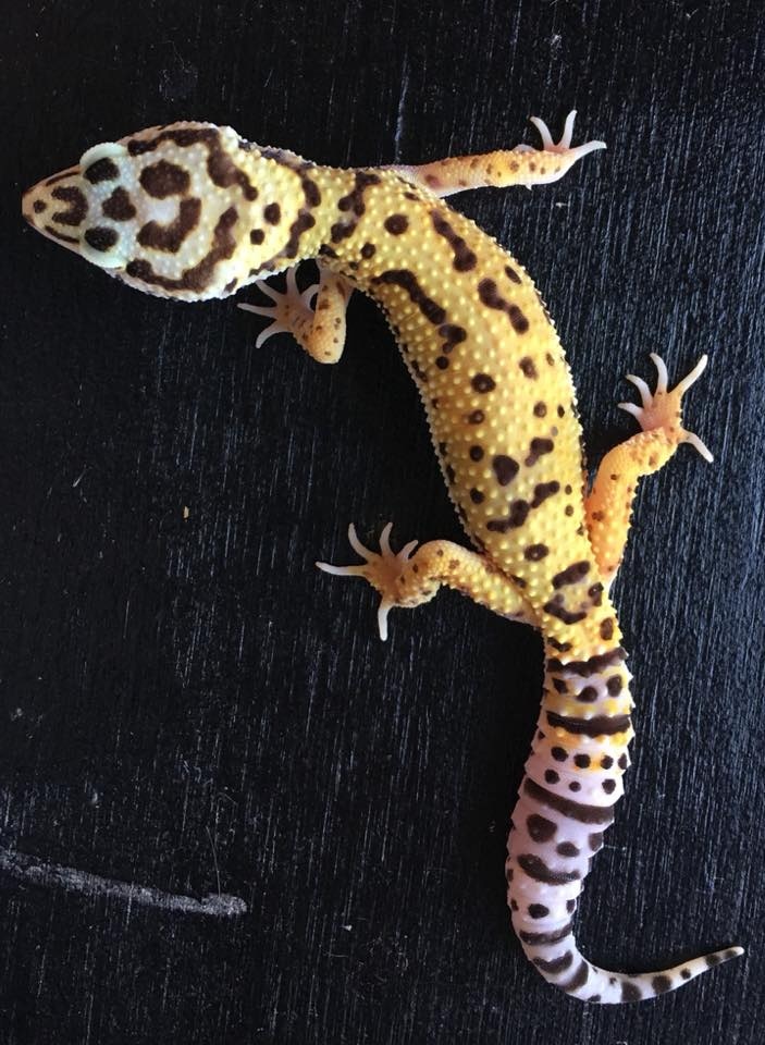 Normal Leopard Gecko by KLW Reptiles - MorphMarket