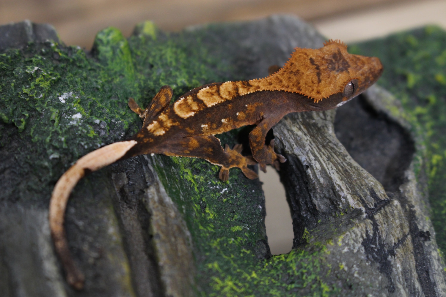 Dark Flame With Portholes Crested Gecko by KLW Reptiles - MorphMarket