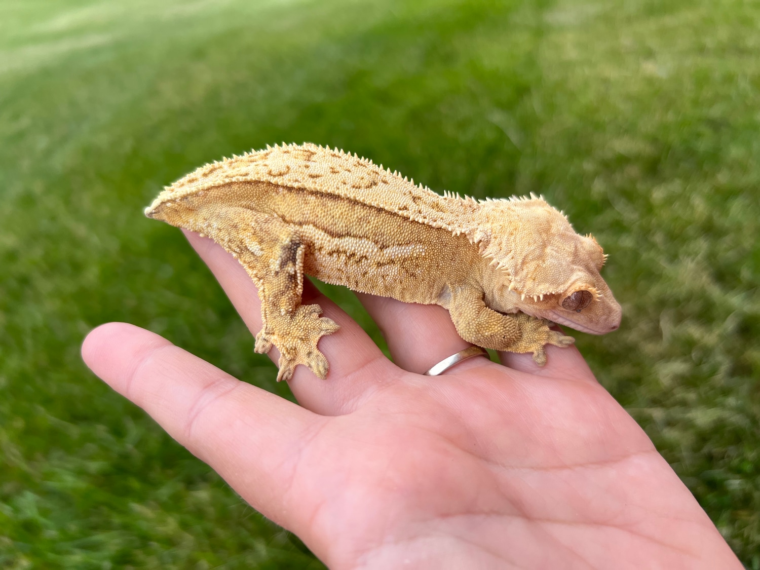 Yellow Quad-Stripe Crested Gecko by KLW Reptiles - MorphMarket