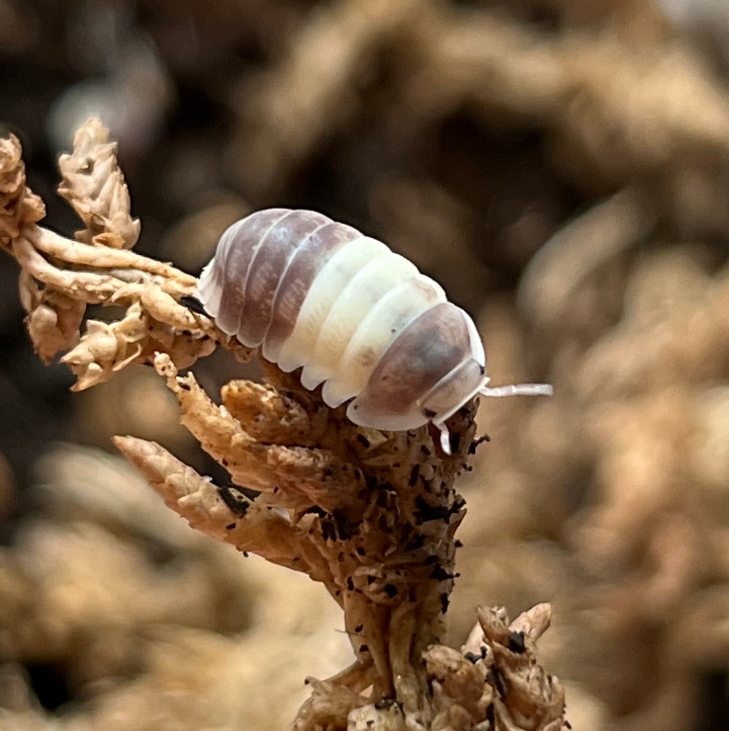 *SALE*"Panda King" Cubaris Sp. Isopod by KLW Reptiles - MorphMarket
