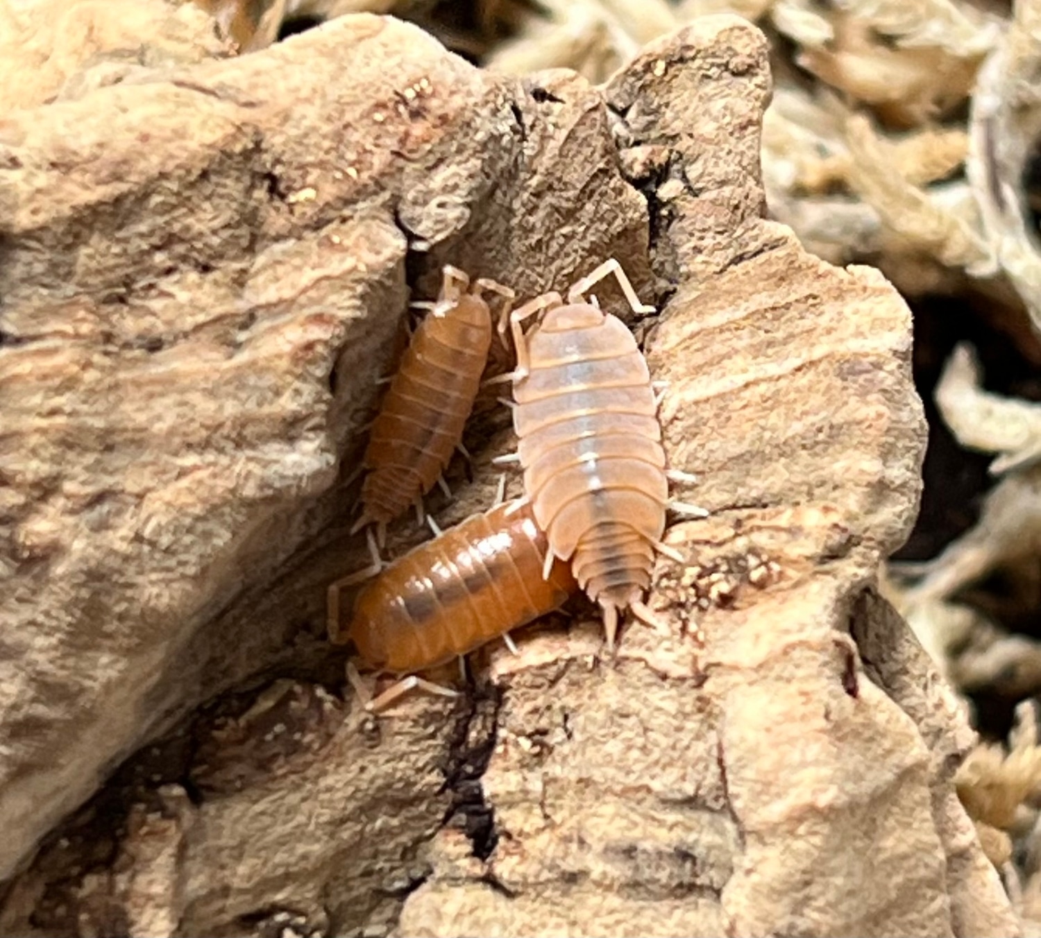 "Powder Orange" Porcellionides Pruinosus Isopod by KLW Reptiles ...
