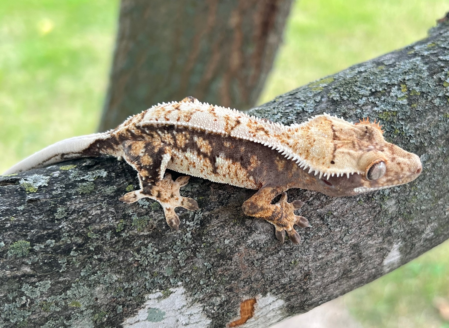 Pretty Boy Crested Gecko by KLW Reptiles - MorphMarket