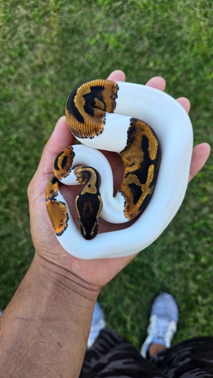 Male Piebald Ball Python by KLW Reptiles
