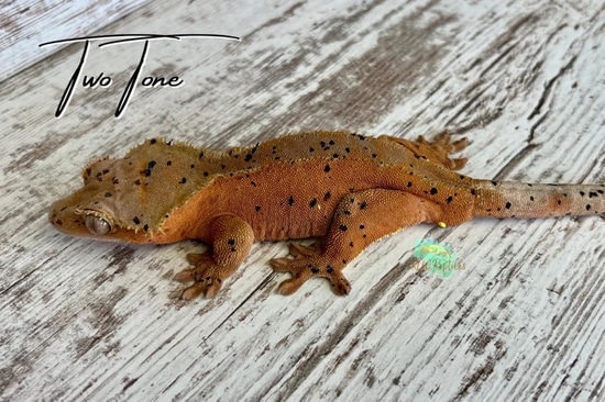Two-Tone Crested Gecko by KLW Reptiles