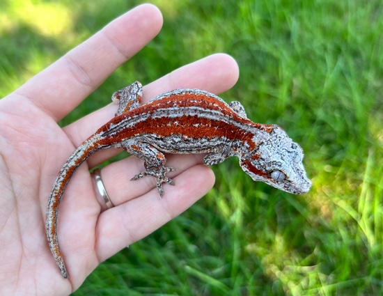 Nice Red Stripe Possible Female Gargoyle Gecko by KLW Reptiles