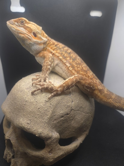 Leatherback Dunner Central Bearded Dragon by Windy city Kelly's dragons ...