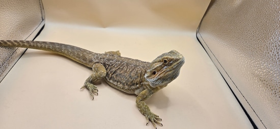 Leatherback Dunner Central Bearded Dragon by Windy city Kelly's dragons ...