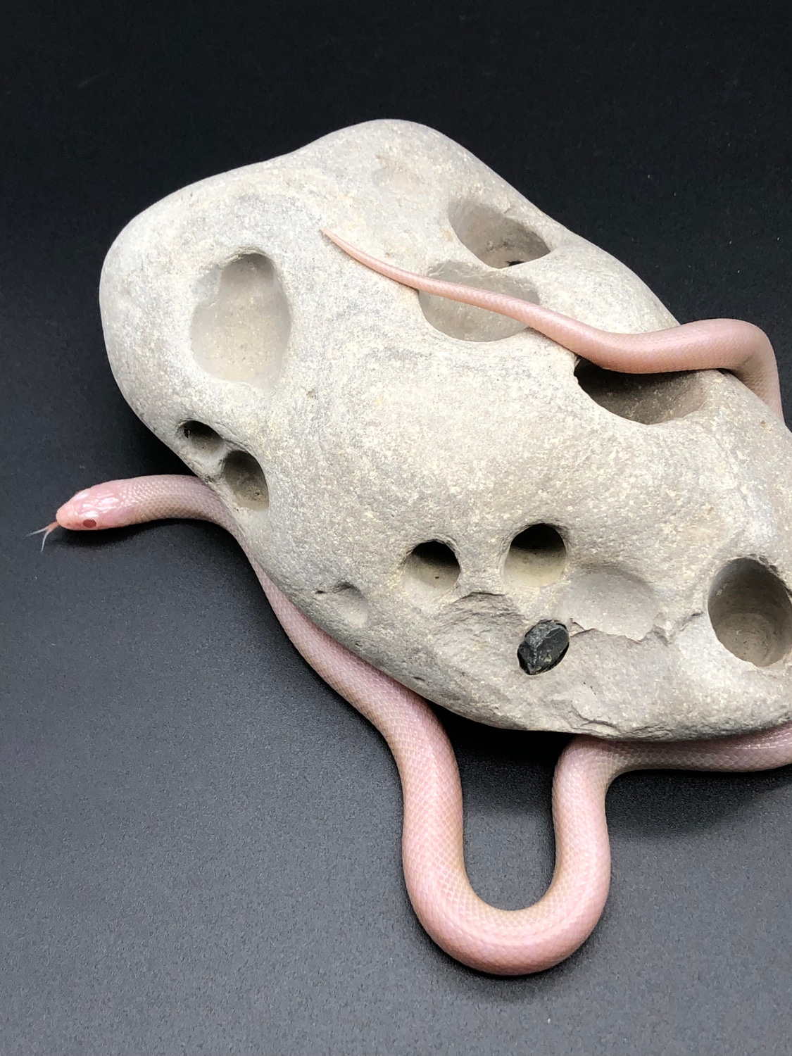 2021 Patternless Pink Pearl King Snake Florida Kingsnake by Resplendent ...