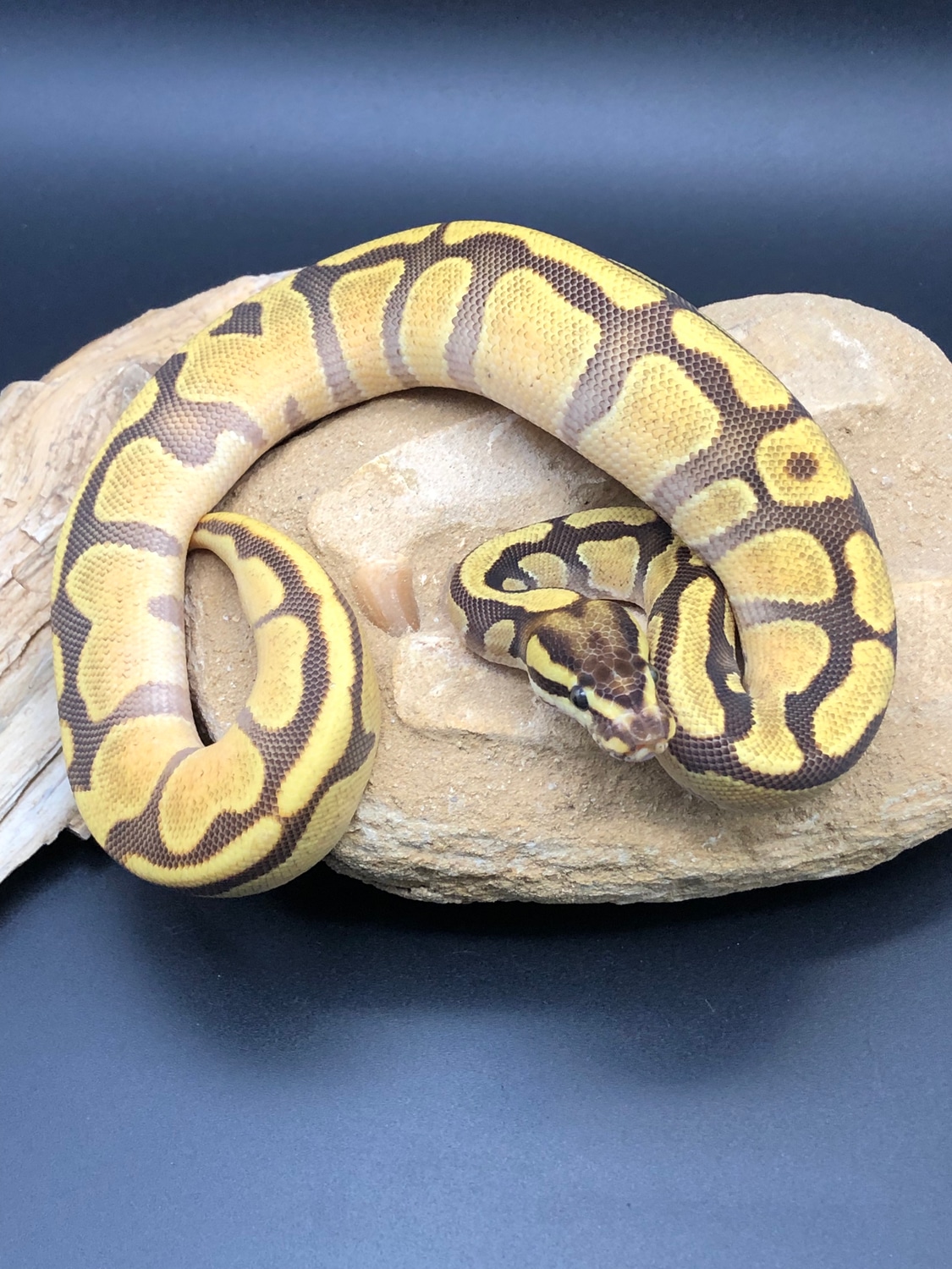 Fire Enchi OD Ball Python by Resplendent Reptiles & Exotics - MorphMarket