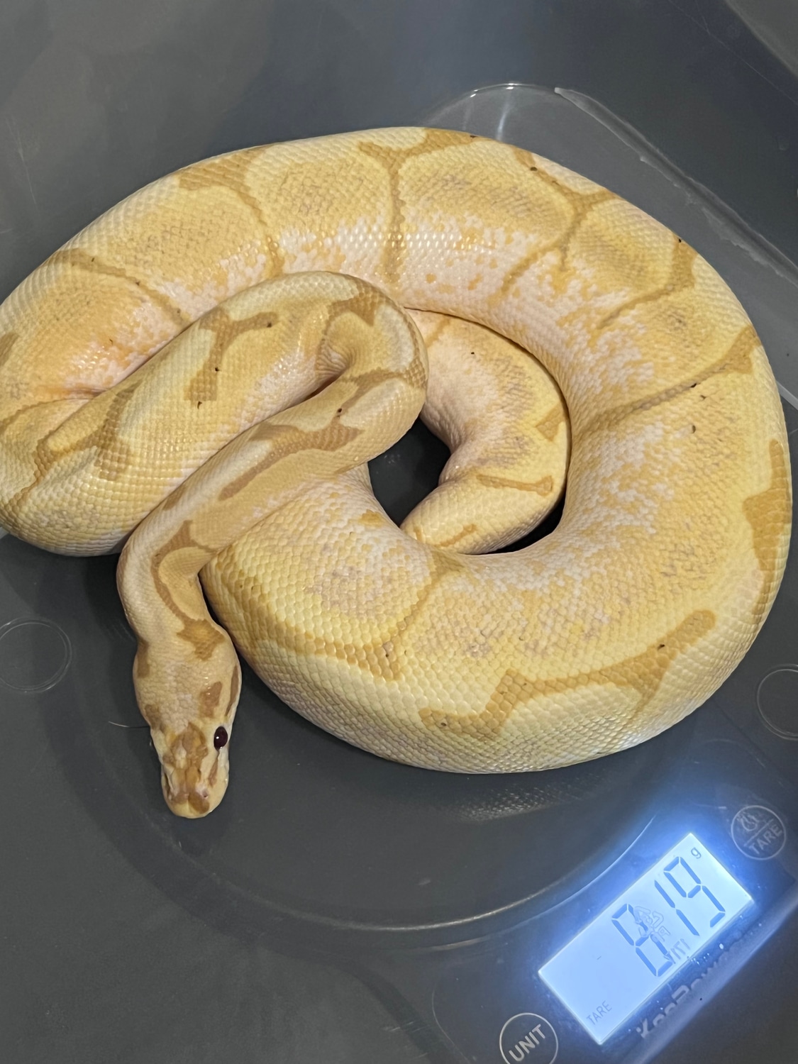 Banana Stinger Bee Ball Python by Resplendent Reptiles & Exotics ...