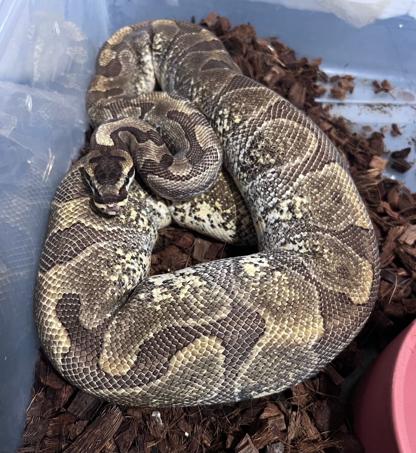 Super Enchi Ball Python by Resplendent Reptiles & Exotics - MorphMarket