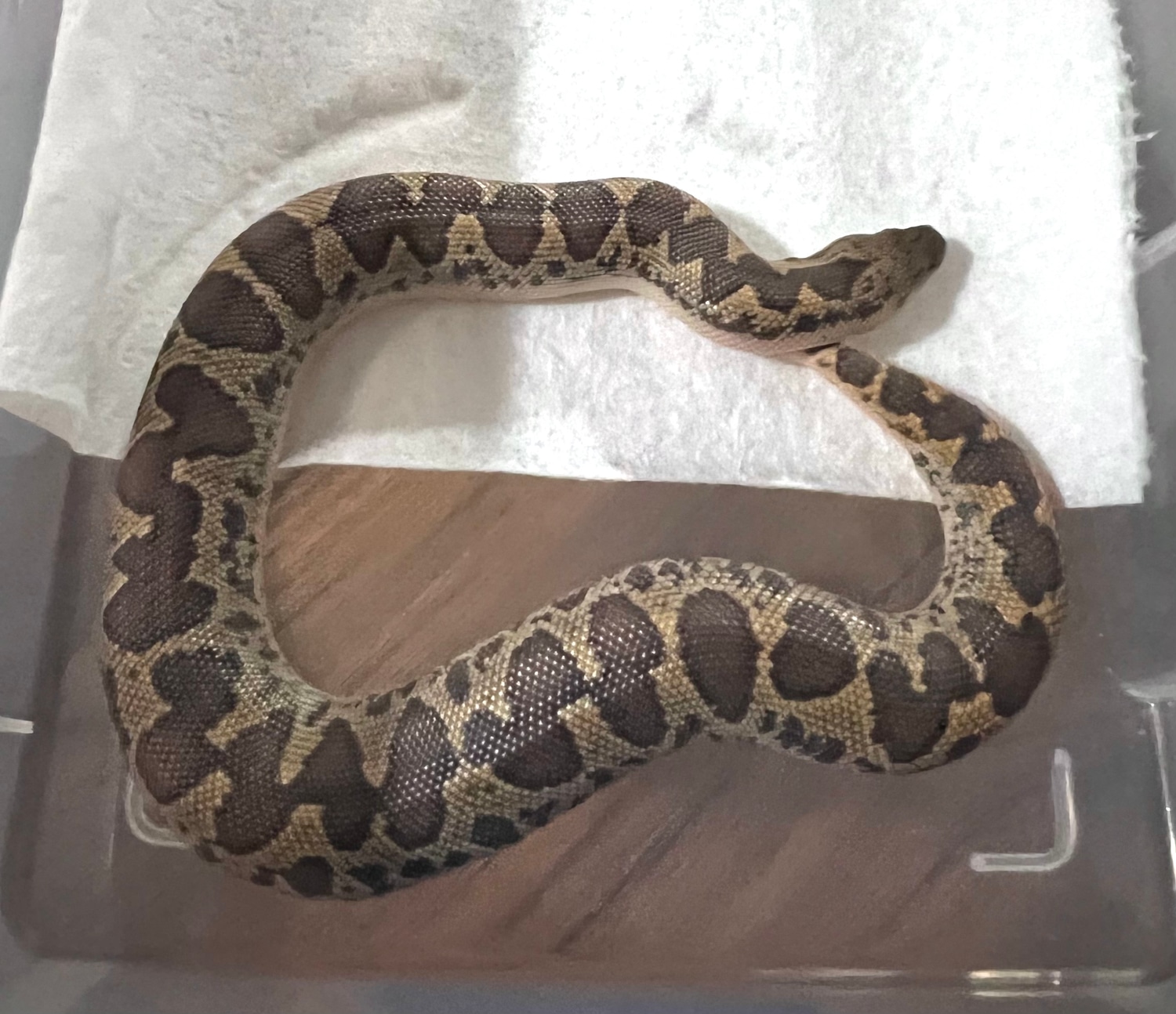 2022 Rough Scale Sandboa Rough-Scaled Sand Boa by Resplendent Reptiles ...