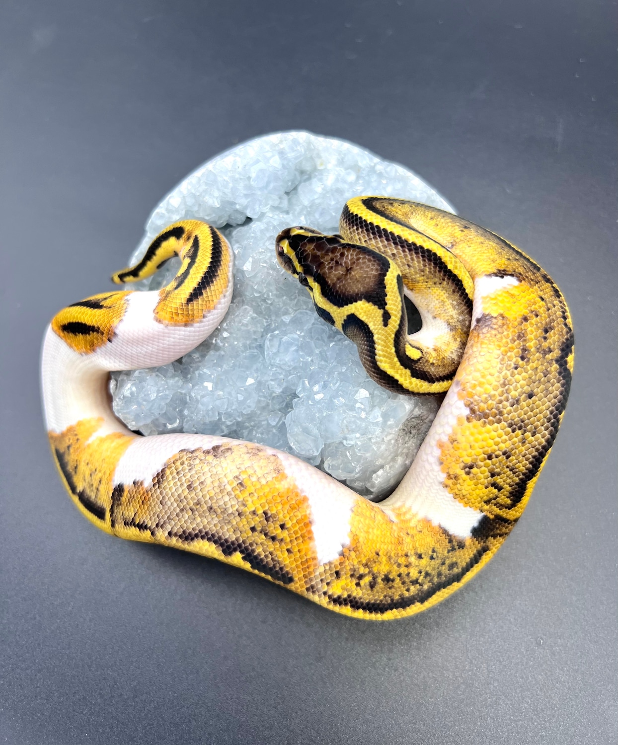 Pastel Pied 50%ph Hypo Ball Python by Resplendent Reptiles & Exotics ...