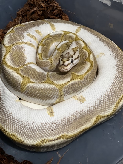 Bamboo Spider Ball Python by Resplendent Reptiles & Exotics