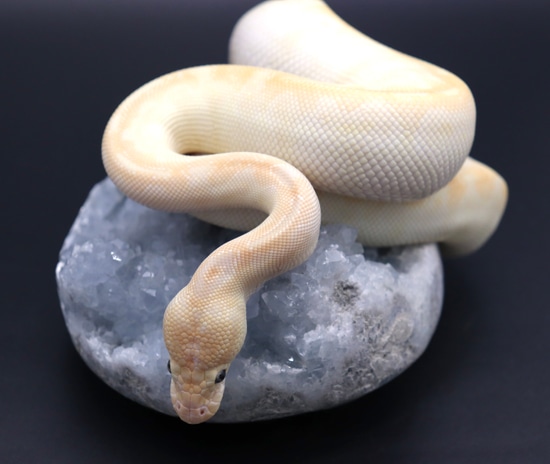 Super Special Ball Python by Resplendent Reptiles & Exotics