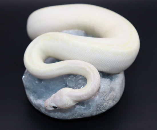 Bamboo Special/phantom Ball Python by Resplendent Reptiles & Exotics