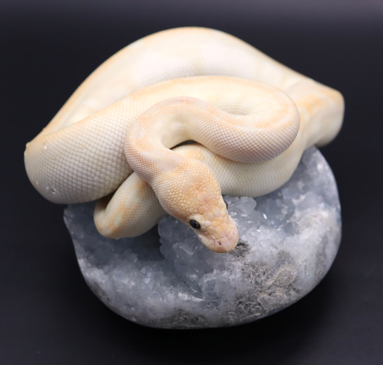 Super Special Ball Python by Resplendent Reptiles & Exotics - MorphMarket